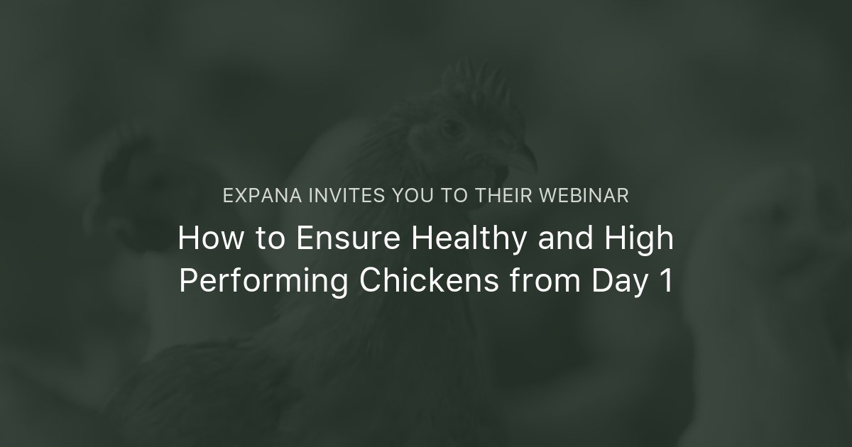 How to Ensure Healthy and High Performing Chickens from Day 1 | Expana
