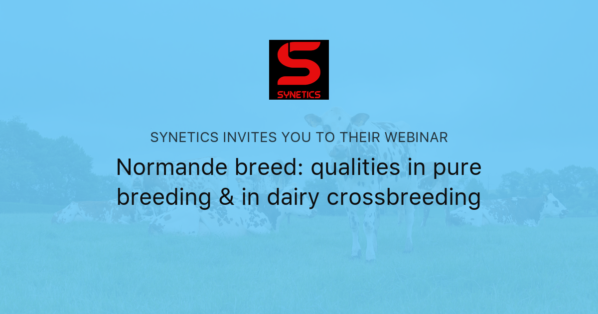 Normande breed: qualities in pure breeding & in dairy crossbreeding ...